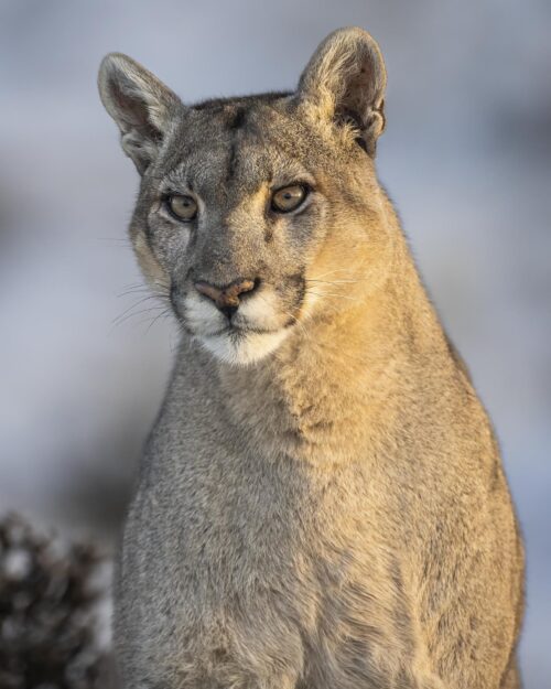 Puma tracking tours | Pumas of Torres del Paine | Far South Exp