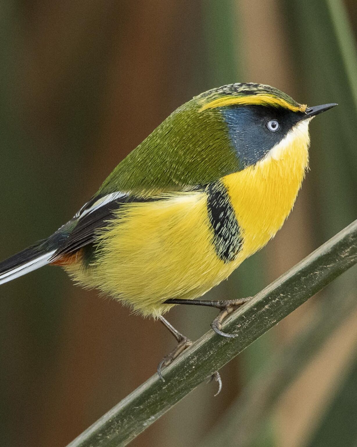 Patagonia tours Torres del Paine trips Birding Chile | Far South Exp