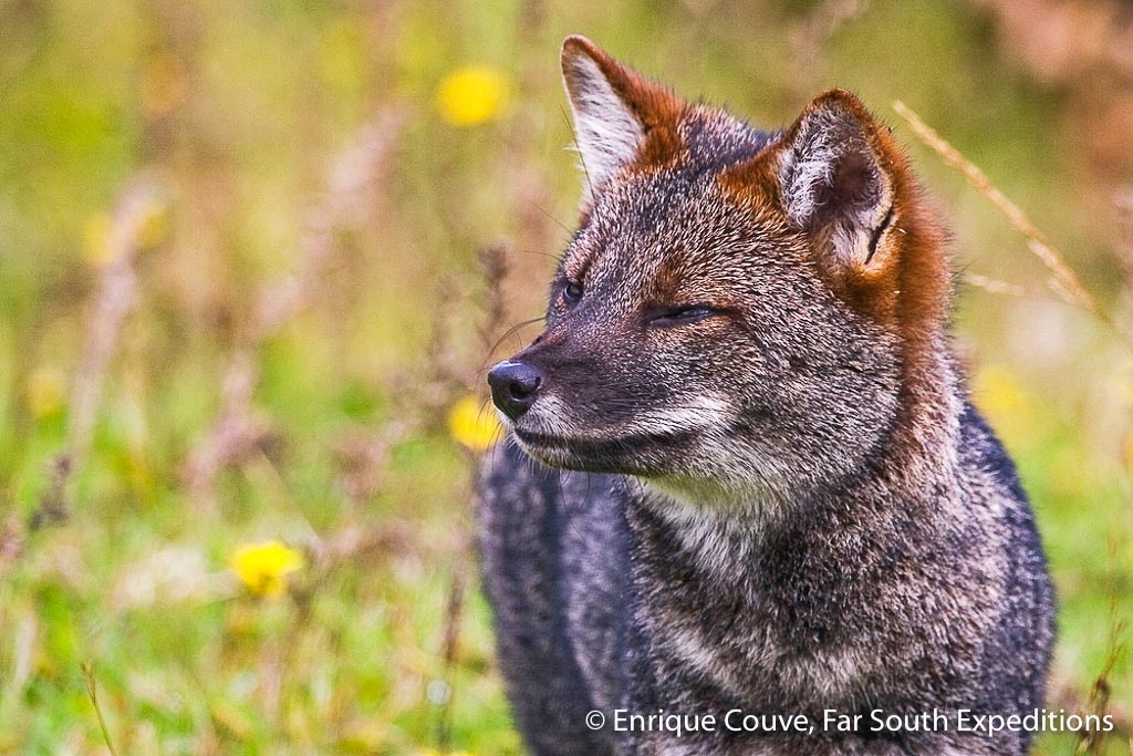 chiloe-island-wildlife-adventure-presentation-1_ - Far South Expeditions