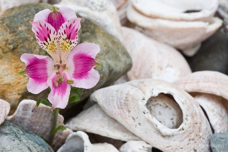 mediterranean chile botanical tour | Santiago tours | Chile nature trips