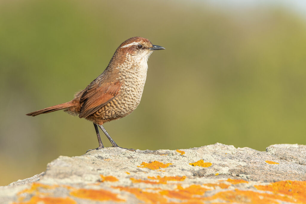 white-throated-tapaculo - Far South Expeditions