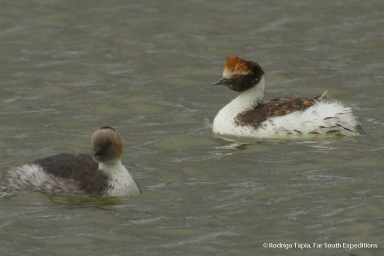 Podiceps-gallardoi-02 - Far South Expeditions