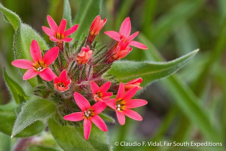 Flora of Patagonia 065 - Far South Expeditions