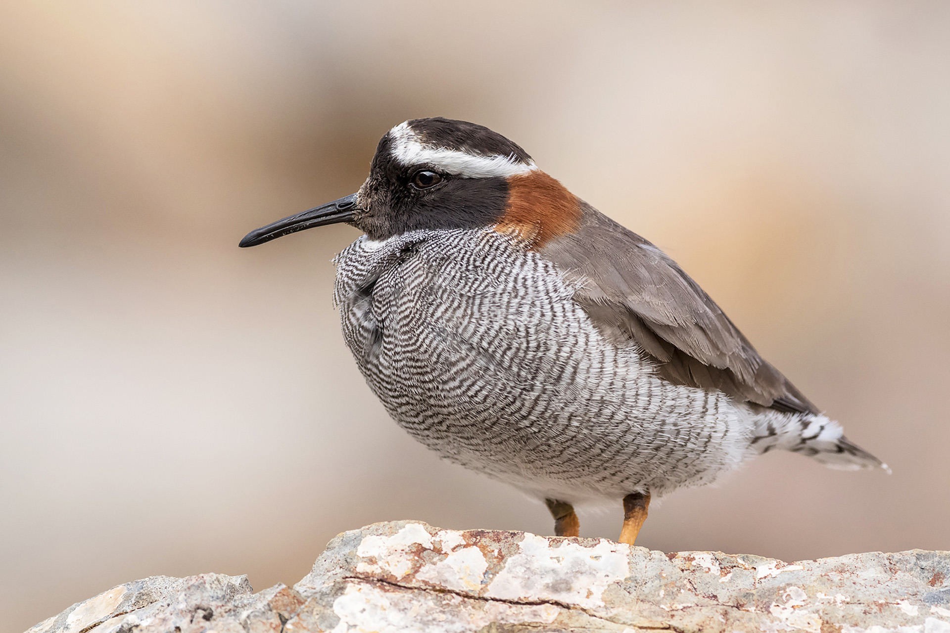 Diademed-Sandpiper-Plover © Jorge-Valenzuela-1920px - Far South Expeditions