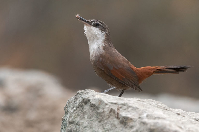 El género Ochetorhynchus en Chile | Far South Exp | Birding Chile
