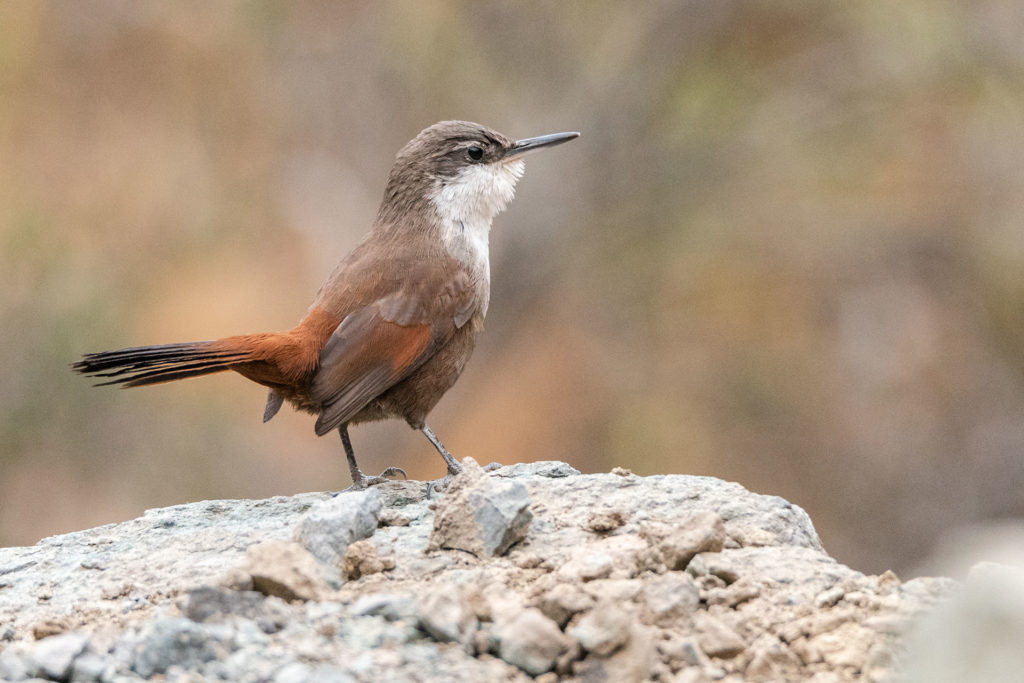A Taste of Birds & Wines of Chile & Argentina - Far South Expeditions