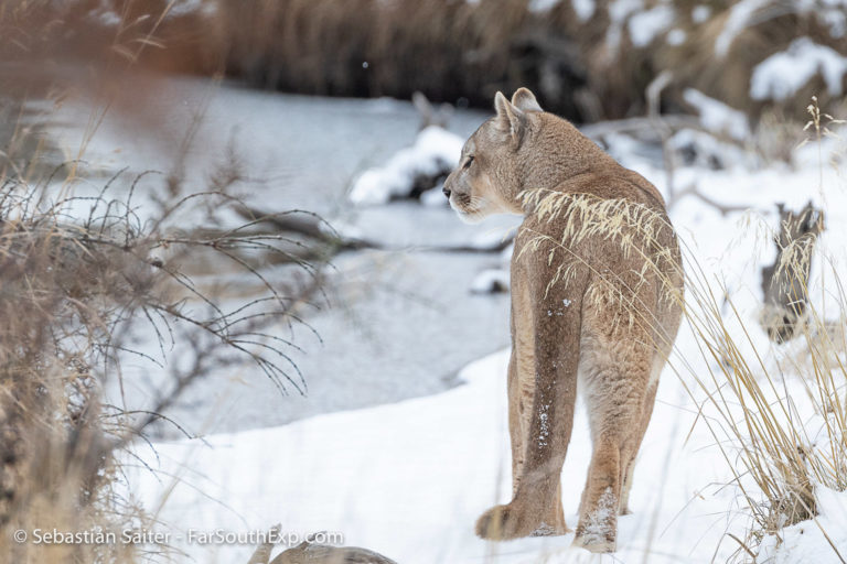 Patagonian pumas in snow | Pumas of Torres del Paine