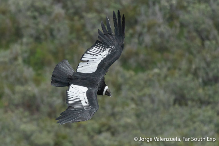 Andean Condor - The most emblematic bird of the Andes - Far South ...