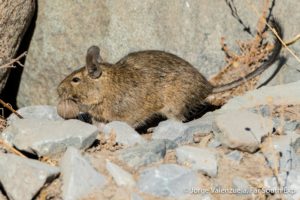 Penguin watching tour | Penguins & Chile Endemics | Far South Exp