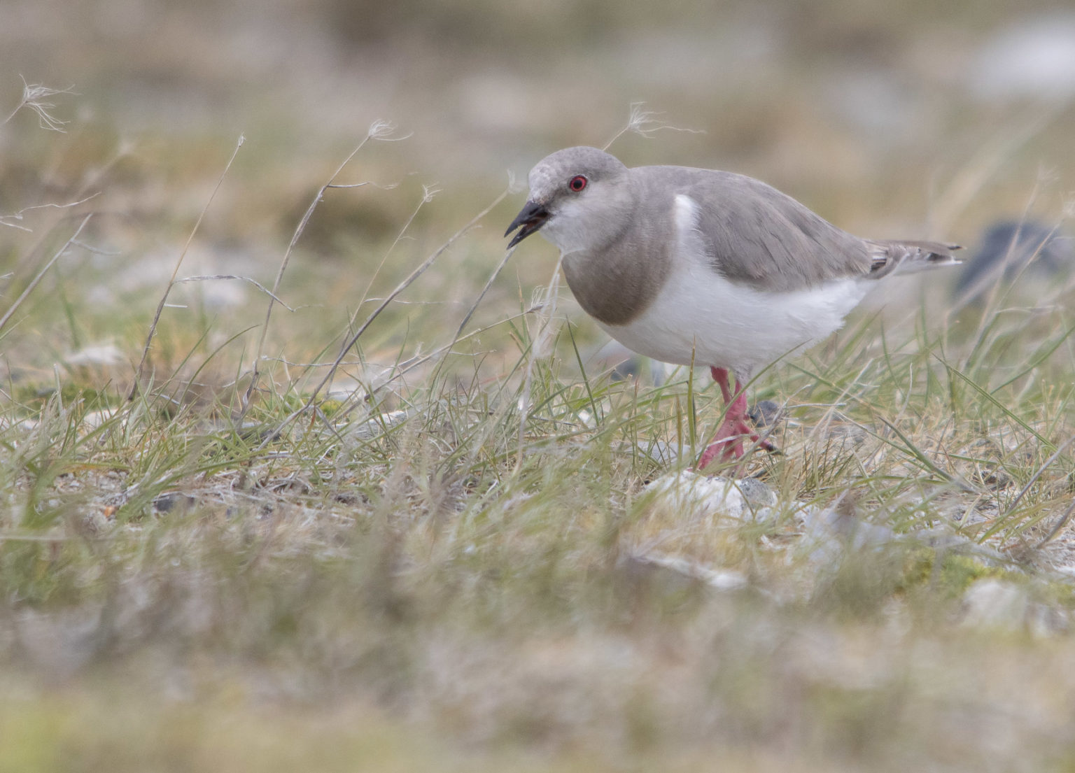 Magellanic Plover 2_SS - Far South Expeditions
