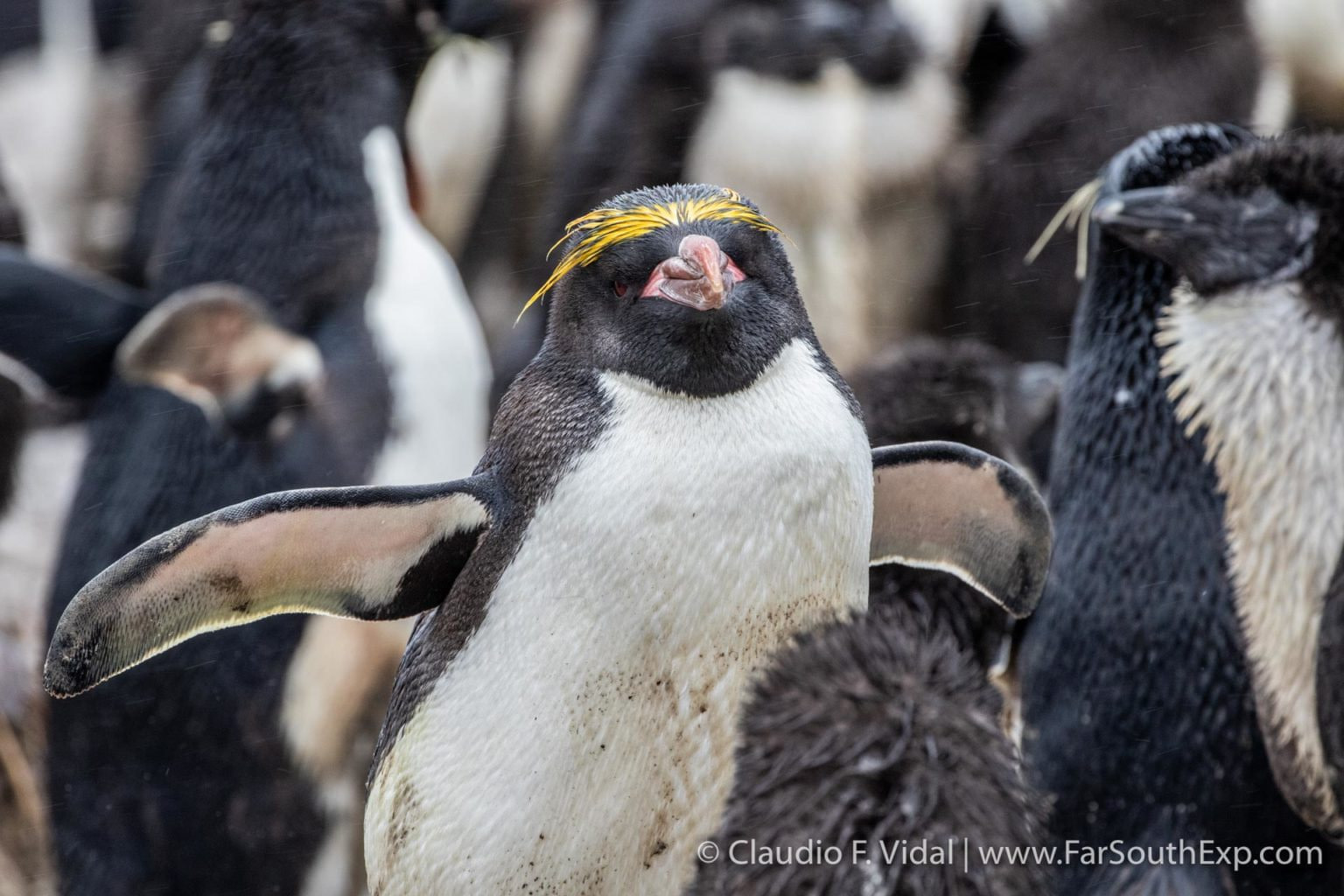 Falkland Islands Wildlife | Falklands nature photo trip | Far South Exp