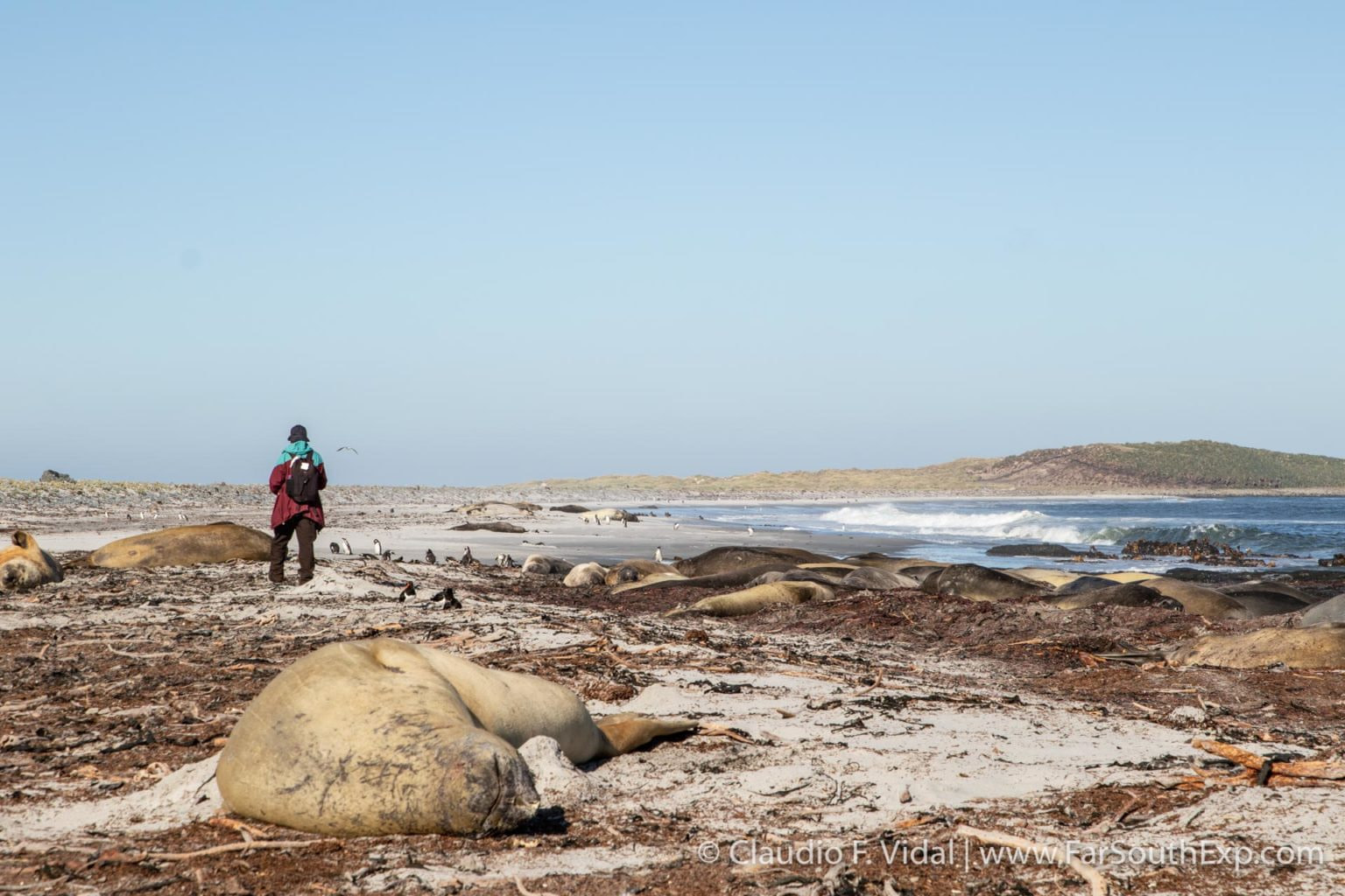 Falkland Islands Wildlife | Falklands nature photo trip | Far South Exp