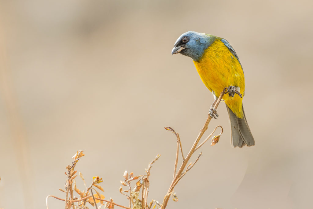 Birding Northern Chile tour | Chile Birding Tours | The Atacama & Altiplano