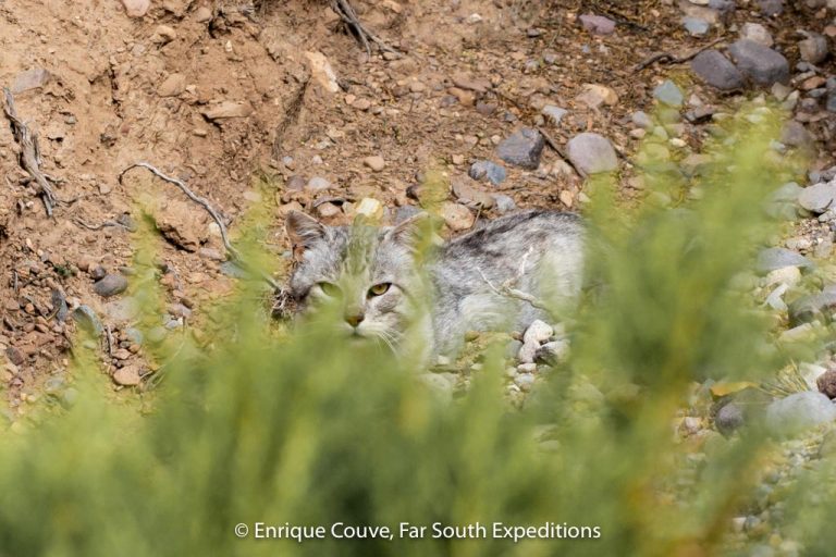 Small Cats of the High Andes | Quest for Andean Cat and Puna Pampas Cat