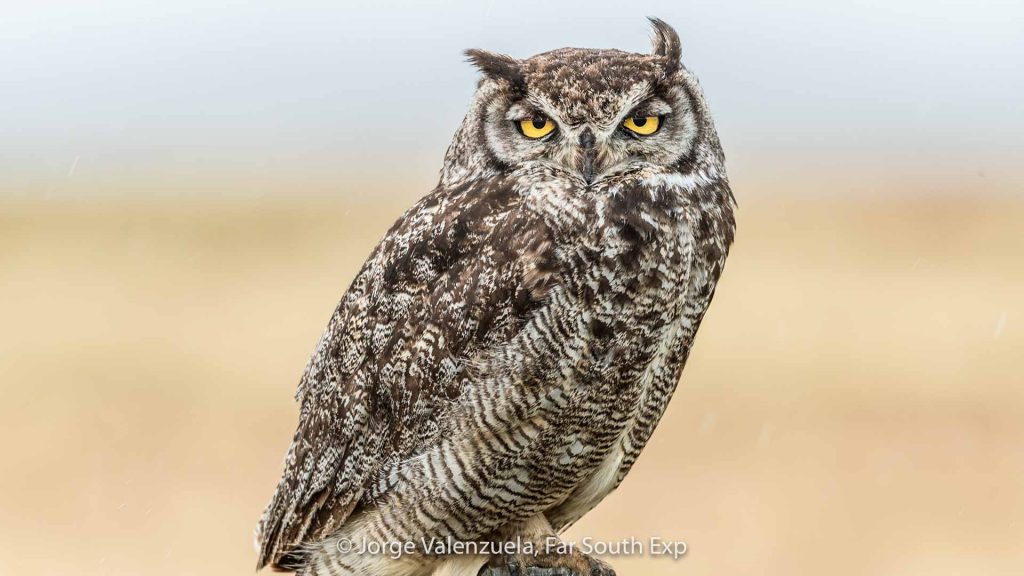 birding-tierra-del-fuego-magellanic-horned-owl - Far South Expeditions