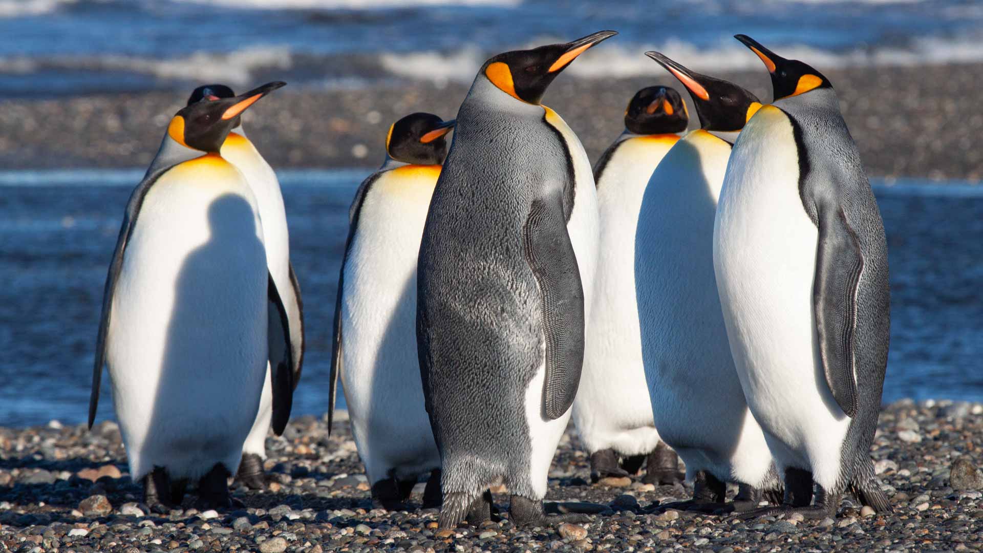 Pinguino Rey y vida silvestre | Fauna de tierra del fuego | Far South Exp