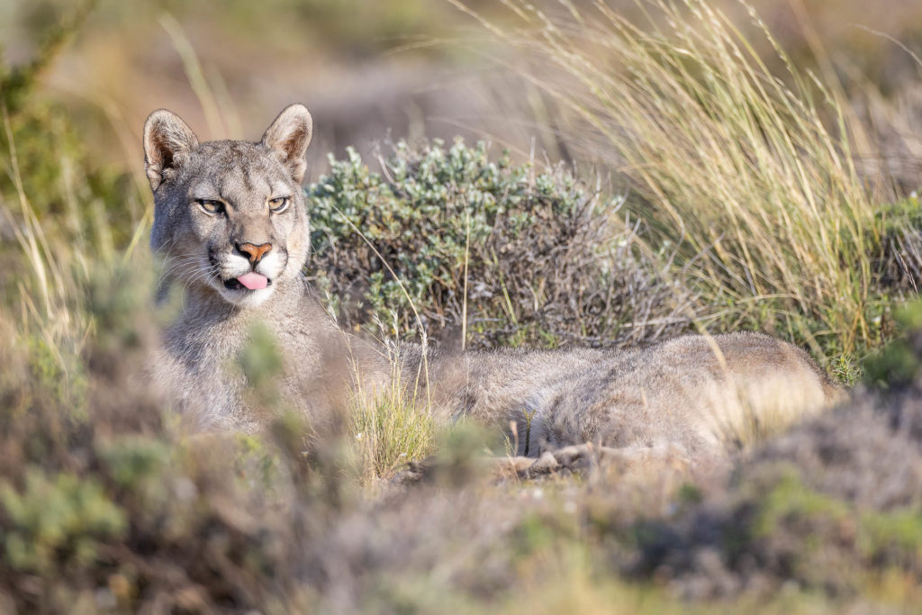 Pumas, Penguins & Whales - Far South Expeditions