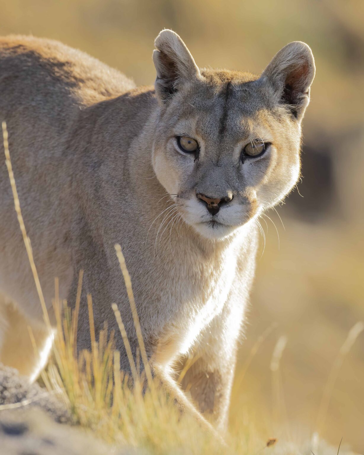 Patagonia puma tracking tours | Puma Safaris | Far South Exp