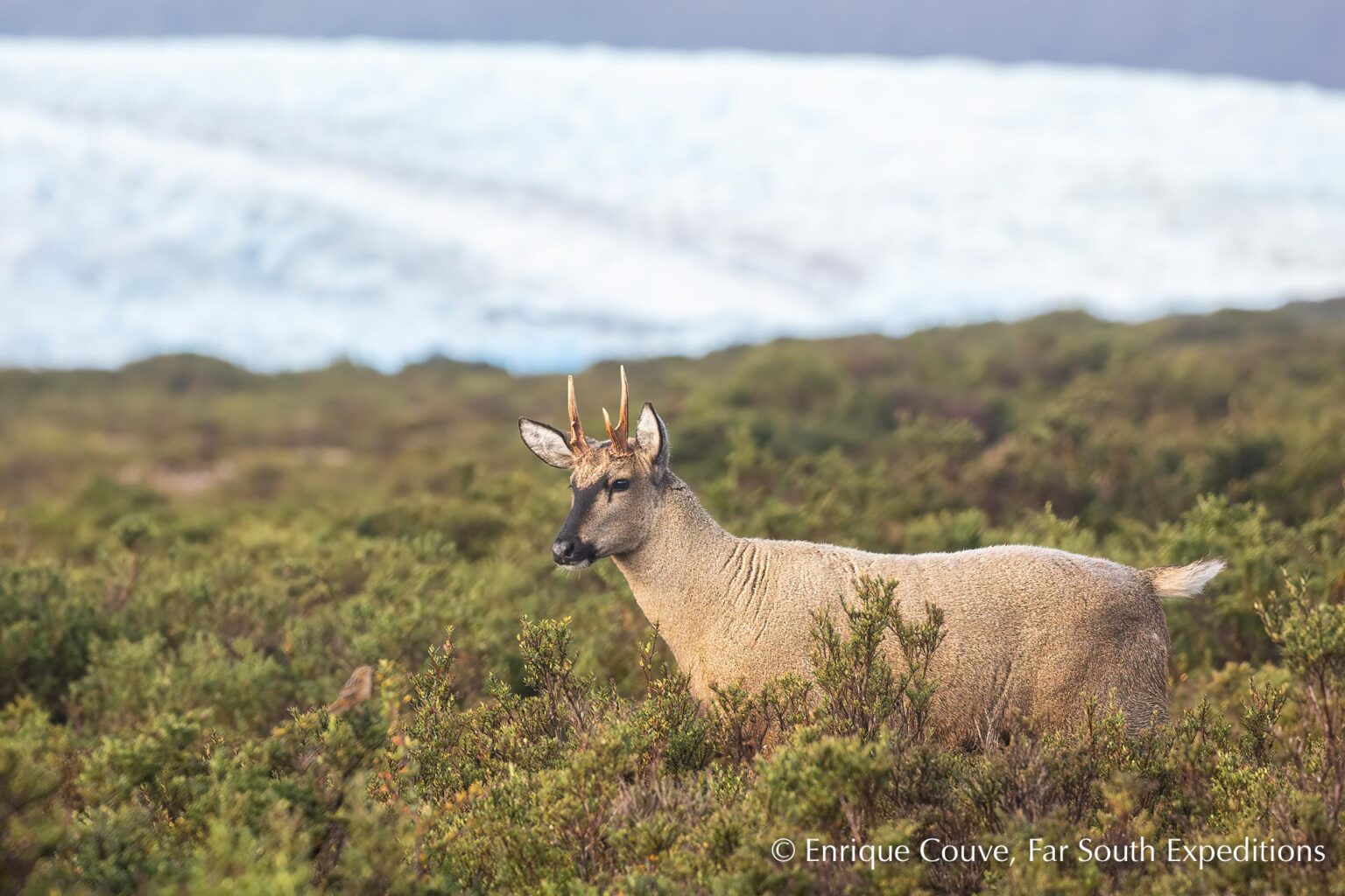 Huemul or South Andean Deer - Far South Expeditions