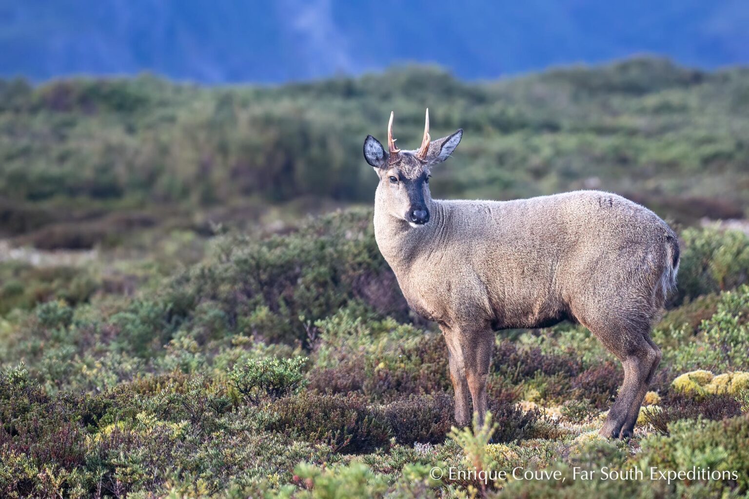 Huemul or South Andean Deer - Far South Expeditions
