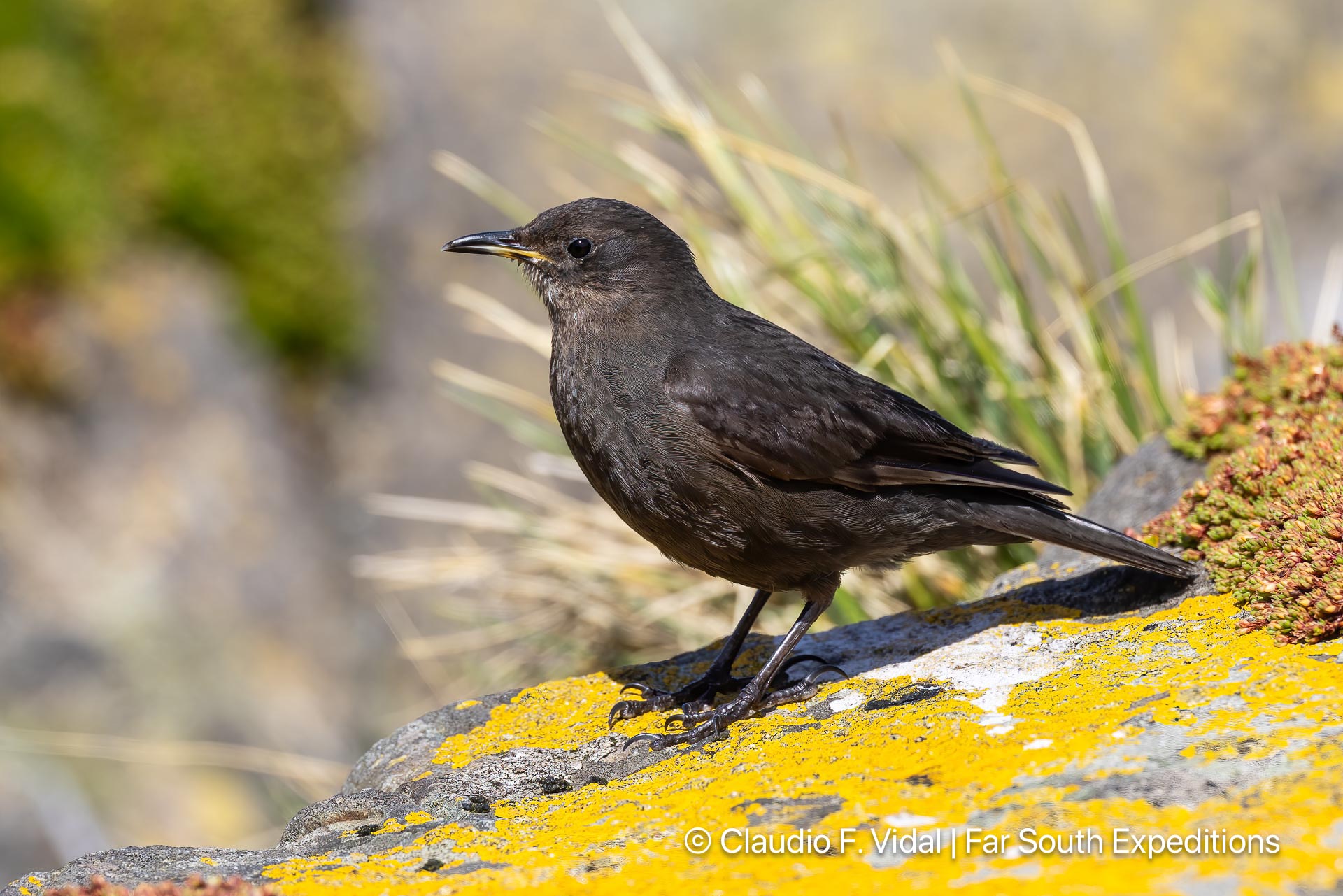 Birds and Marine Mammals of the Beagle Channel - Far South Expeditions
