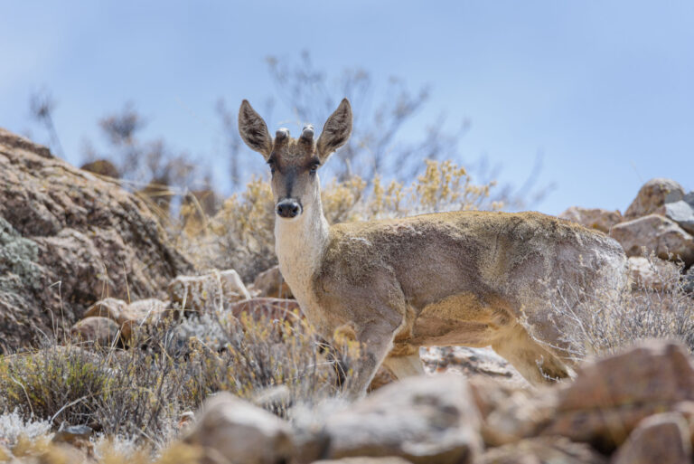 Entre Desierto y Bosque - Los Ciervos de Chile - Far South Expeditions